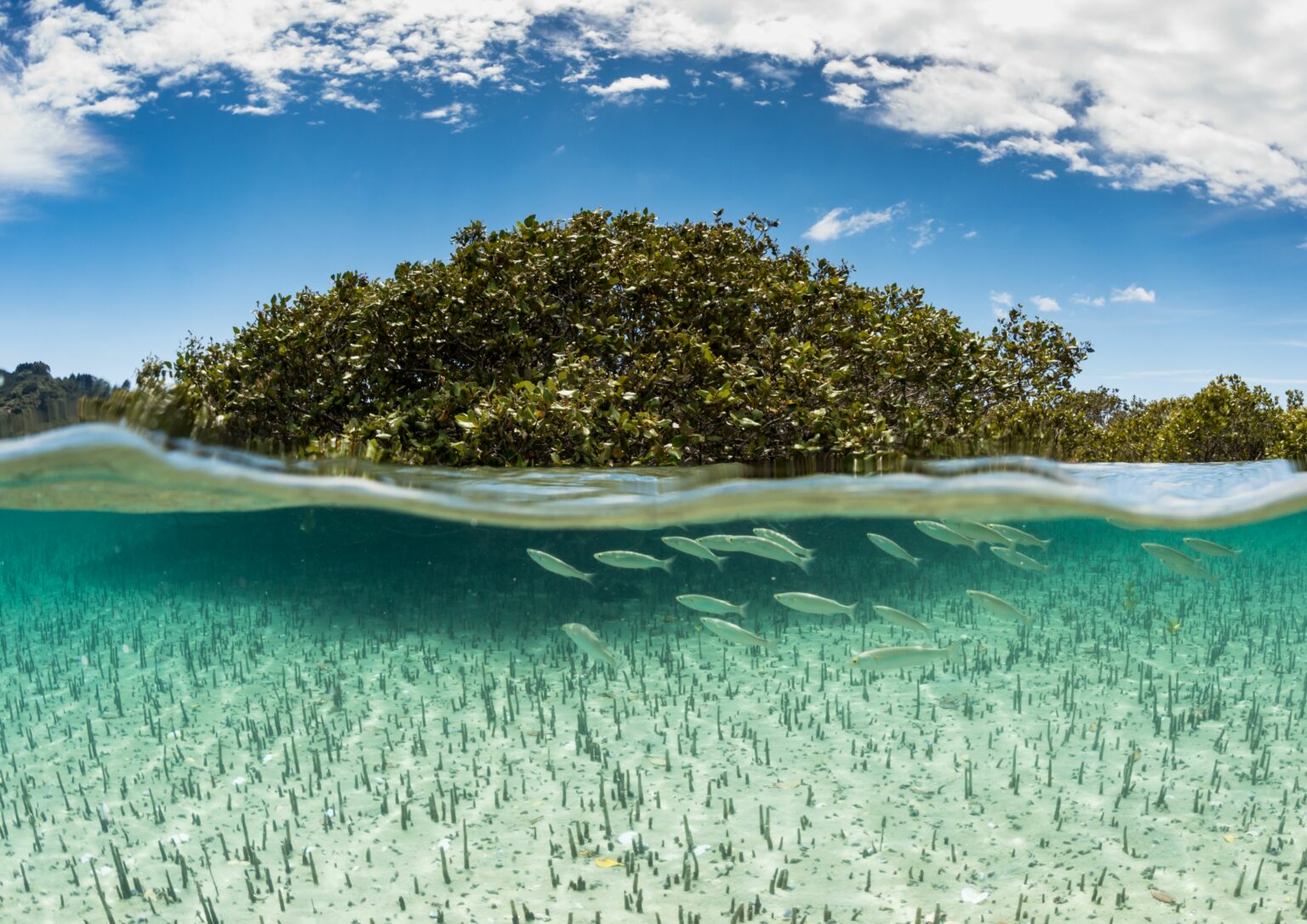 Mangroves protect coastal areas from storm surges