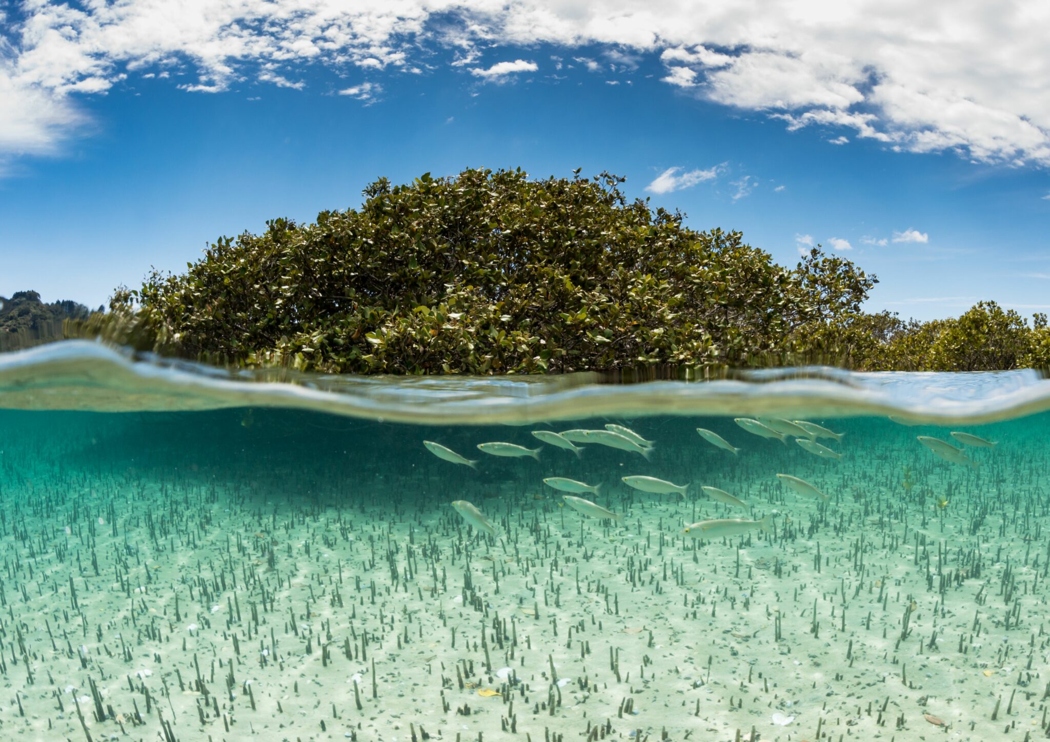 Mangroves protect coastal areas from storm surges