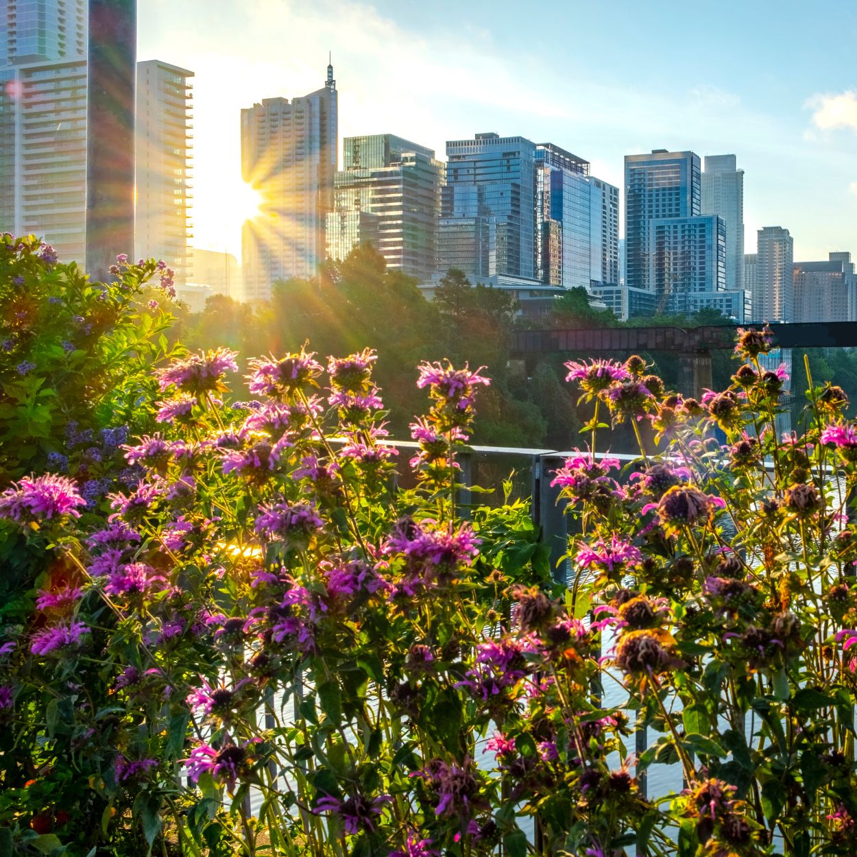 Berlin Urban Nature Pact - CitiesWithNature